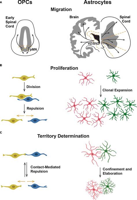 Oligodendrocytes Astrocytes