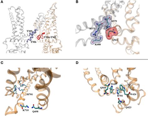 Pip2 Mediates Intra And Inter Subunit Contacts A Identified Pip2 Download Scientific