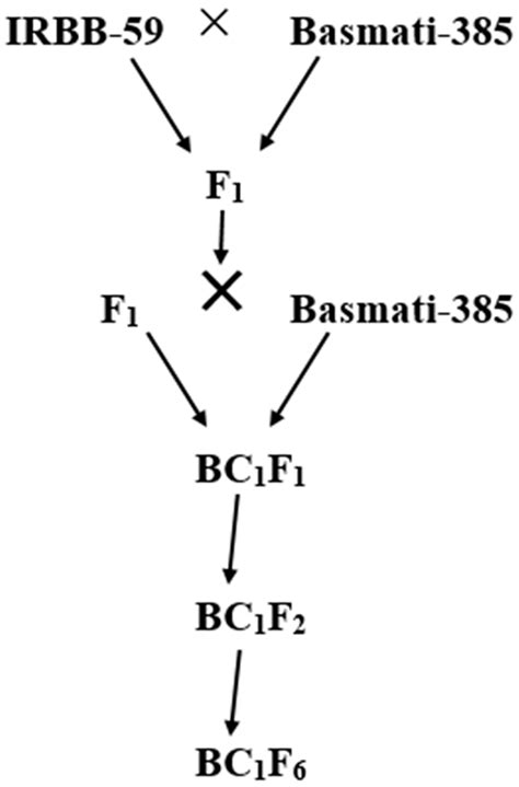 Plants Free Full Text Pyramiding Of Four Broad Spectrum Bacterial Blight Resistance Genes In