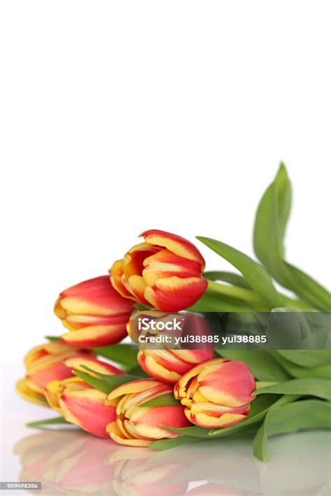 튤립입니다 빨간색 노란색의 튤립 리플렉션을 흰색 바탕에 줄무늬 공간에 복사 합니다 0명에 대한 스톡 사진 및 기타 이미지 0