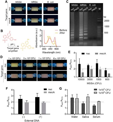 Colorimetric Detection Of On Chip Enriched Rna Amplification In The Download Scientific Diagram