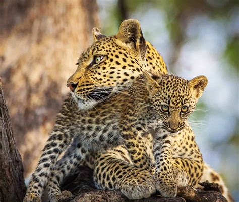 Botswana Safari Animals