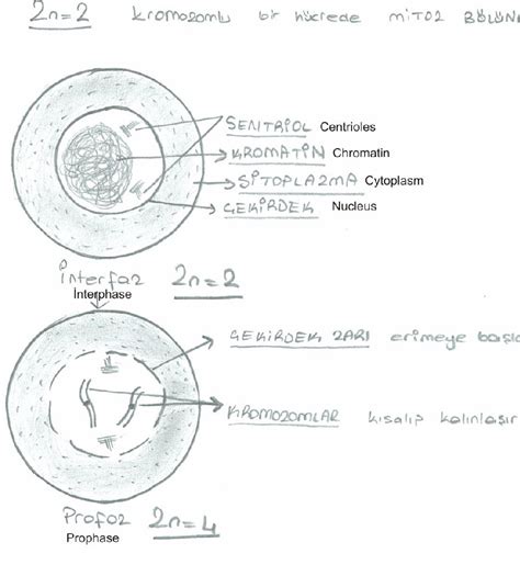 Interphase Drawing