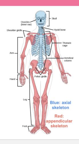 Important Concepts Biol 1010 Flashcards Quizlet