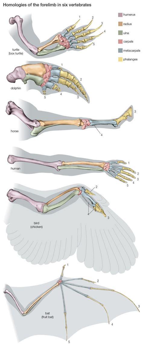 Forelimb Anatomy Britannica