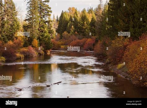 Fall Color In Trees Along Wenatchee River In Pacific Northwest Stock Photo Alamy