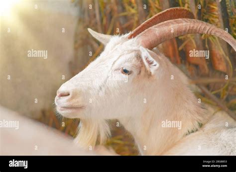 Domestic White Goat Breed For Milk Producer Agriculture Breeding Goats