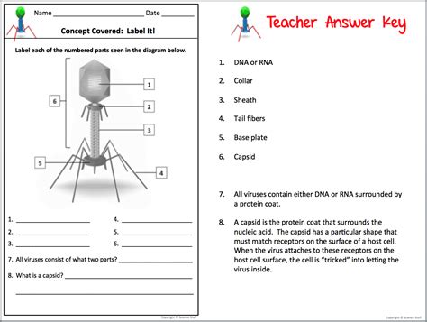 Viruses Worksheet Biology