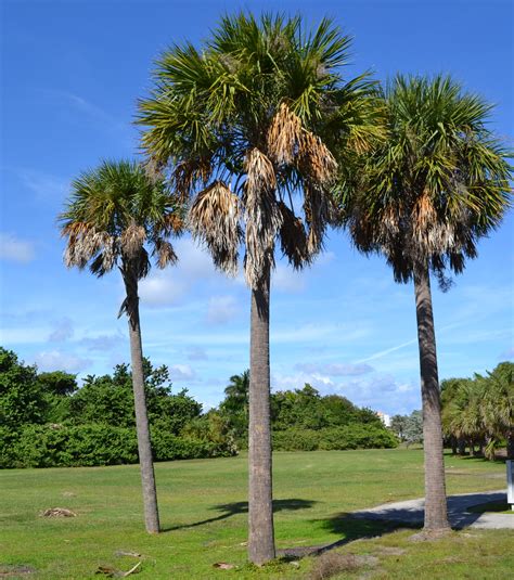 Why Don T Palm Trees In Florida Have Coconuts At Marc House Blog