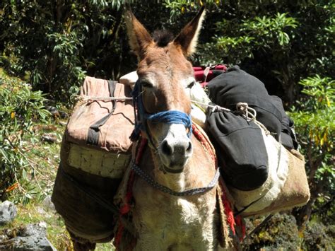Pack Mule
