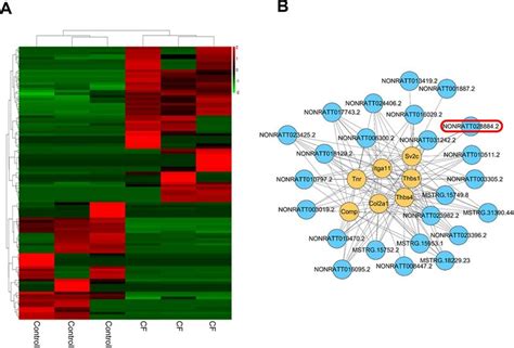 Differentially Expressed Lncrnas In Cf And Normal Rat Hearts A Download Scientific Diagram