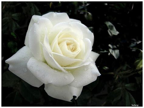 Lamour Des Roses G H I Evasion Nature Photos