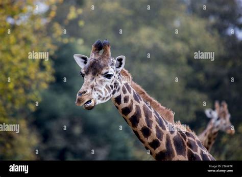 Graceful Giraffe Giraffa Camelopardalis Captured In Its African