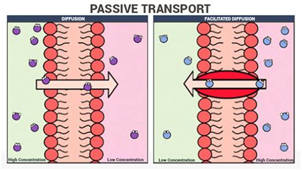 Passive Transport Diagram Passive Transport General Biology I Class