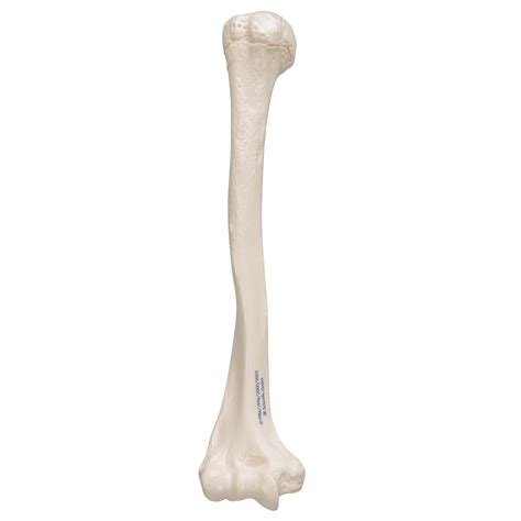 Humerus Bone Image