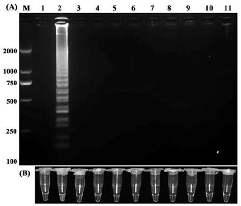 Lamp Loop Mediated Isothermal Amplification Detection Primers And Method For Calonectria