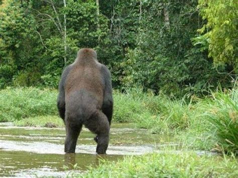Best Bigfoot Evidence Best Bigfootevidence Bigfoot Pictures Real