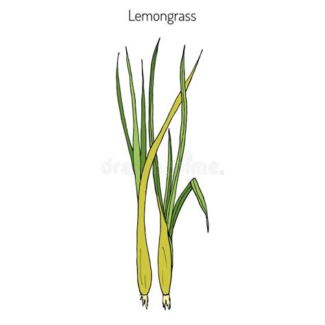 Grass Citronella Stock Illustrations 77 Grass Citronella Stock