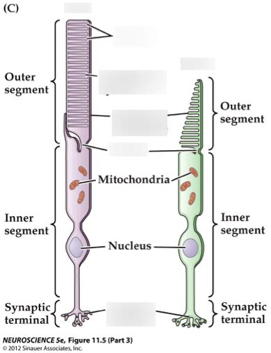 Diagram Of Rods And Cones Quizlet