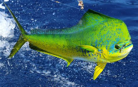 Mahi Mahi Dorado Taste