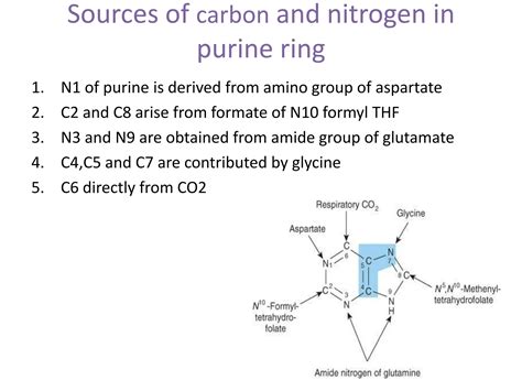 Structure Of Dna And Rna Nucleotides Nucleosidespptx