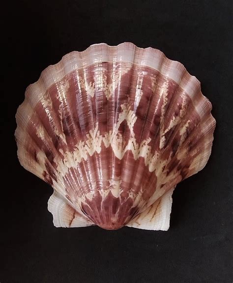 Lote 118 C Concha Shell Mesclada Elo7 Produtos Especiais