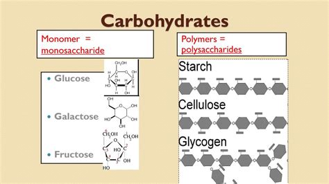Bell Work Draw Write The Monomer Of The Following Polymers Ppt Download