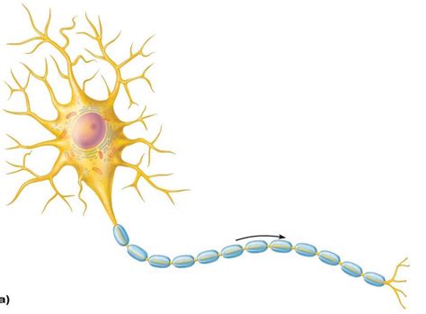 Giant Multipolar Neuron Diagram Diagram Quizlet