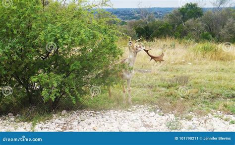 Spotted Fallow Deer Stock Image Image Of Stag Fallow 101790211
