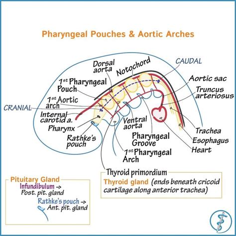 Vascular Loop Internal Auditory Canal Treatment Mapametawan