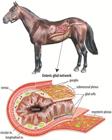 Age Dependent Intestinal Repair Implications For Foals With Severe Colic