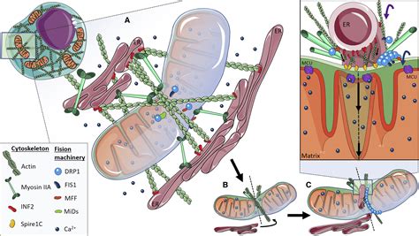 Determinants And Outcomes Of Mitochondrial Dynamics Molecular Cell