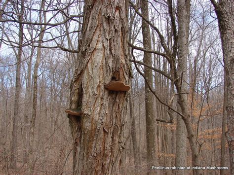 Fulvifomes Robiniae At Indiana Mushrooms