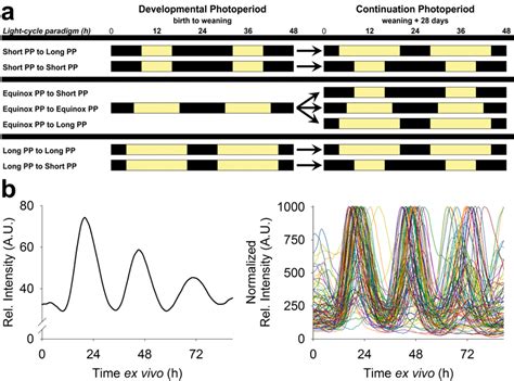 Experimental Design And Representative Scn Tissue And Neuronal