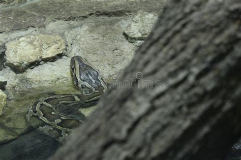 Reticulated Python Behind A Tree Reptiles Reptiles In Nature Stock