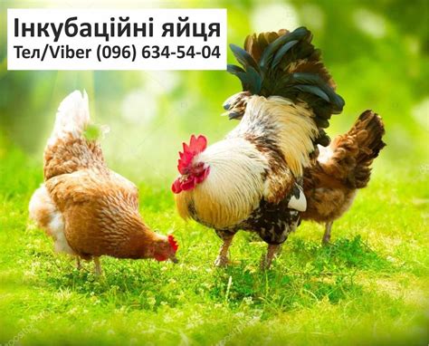 Інкубаційні яйця курячі гусячі індичі качині перепелині 10 грн Сільгосп тварини Дніпро