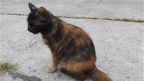 Picil And Hibo Are Playing Together Youtube