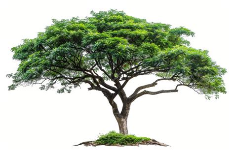 Premium Photo An Isolated Samanea Saman Tree A Rain Tree A Monkey Pod