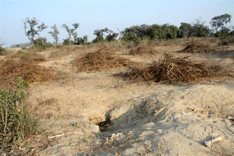 Indian Python Facts Size Habitat Pictures