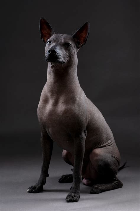 Xoloitzcuintle Haarlos Haarlos Awqd