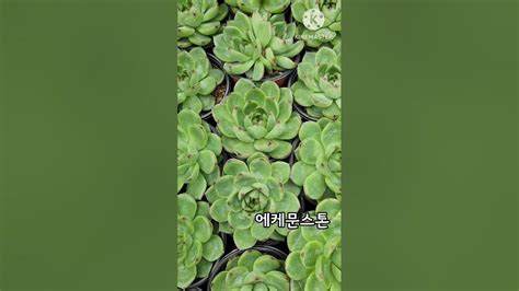 해뜰다육향기보기 에케문스톤에케베리아다육이키우기반려식물 Youtube