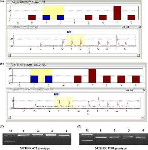 The Pyrosequencing And Pcr Rflp Results From Male Control And Infertile Download Scientific