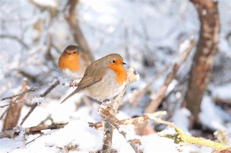 Do Robins Migrate Robin Migration Explained