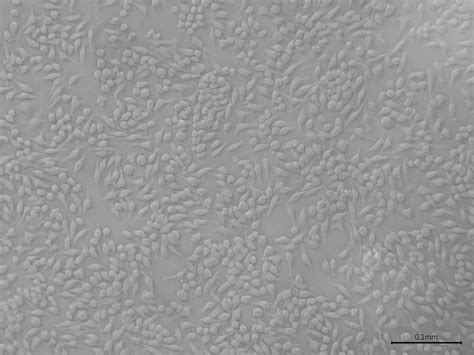 102 Questions With Answers In NITRITE Science Topic