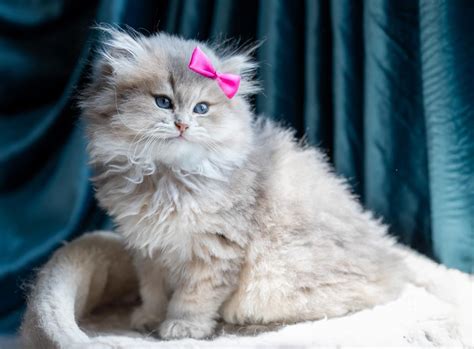 Best Cat House🐾 ️ ბრიტანული კნუტები ბრიტანული კატა ლოლიტა 🌸🌸🌸🌸 Instagram