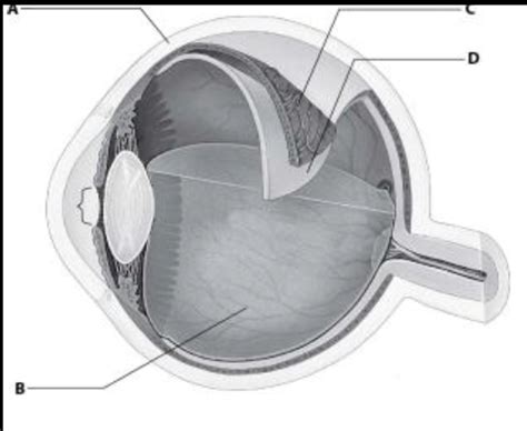 Eye Labeling Diagram Quizlet