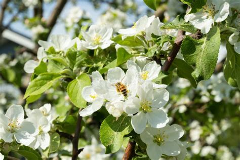 Honey Bee Pollinating Apple Blossom In Spring Garden Stock Image