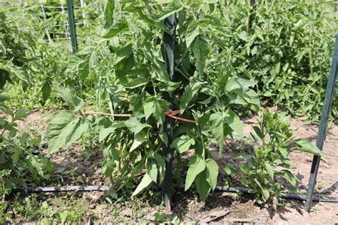 T Post Tomato Trellis Easy And Foolproof Trellising Method From Scratch Farmstead