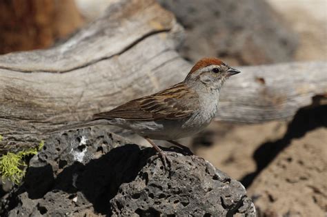 Chipping Sparrow East Cascades Bird Alliance