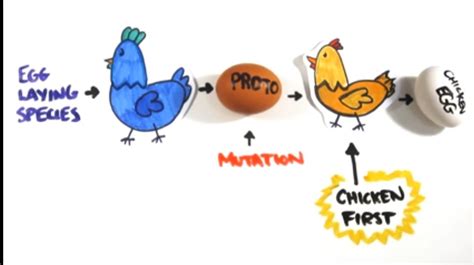Academic Guide Which Came First The Chicken Or The Egg